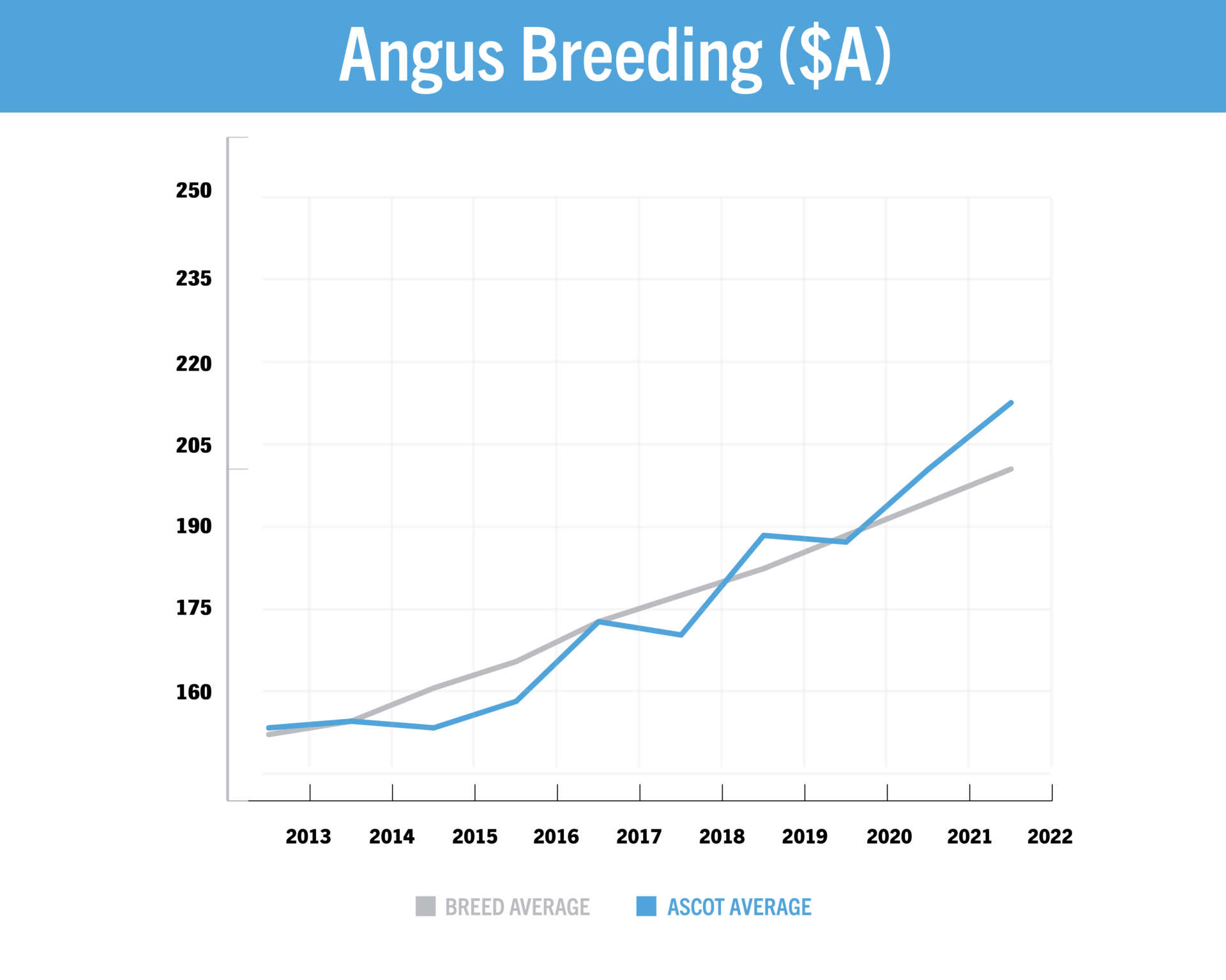 Angus - Ascot Cattle Co