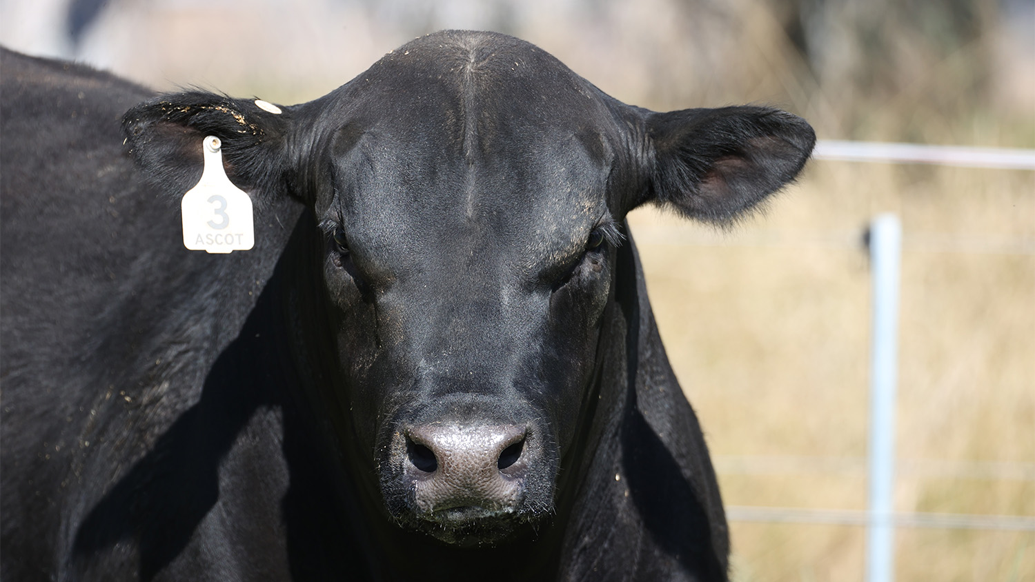 Angus - Ascot Cattle Co