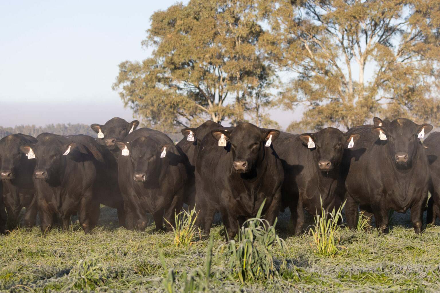 2025 Annual Bull & Heifer Sale - Ascot Cattle Co
