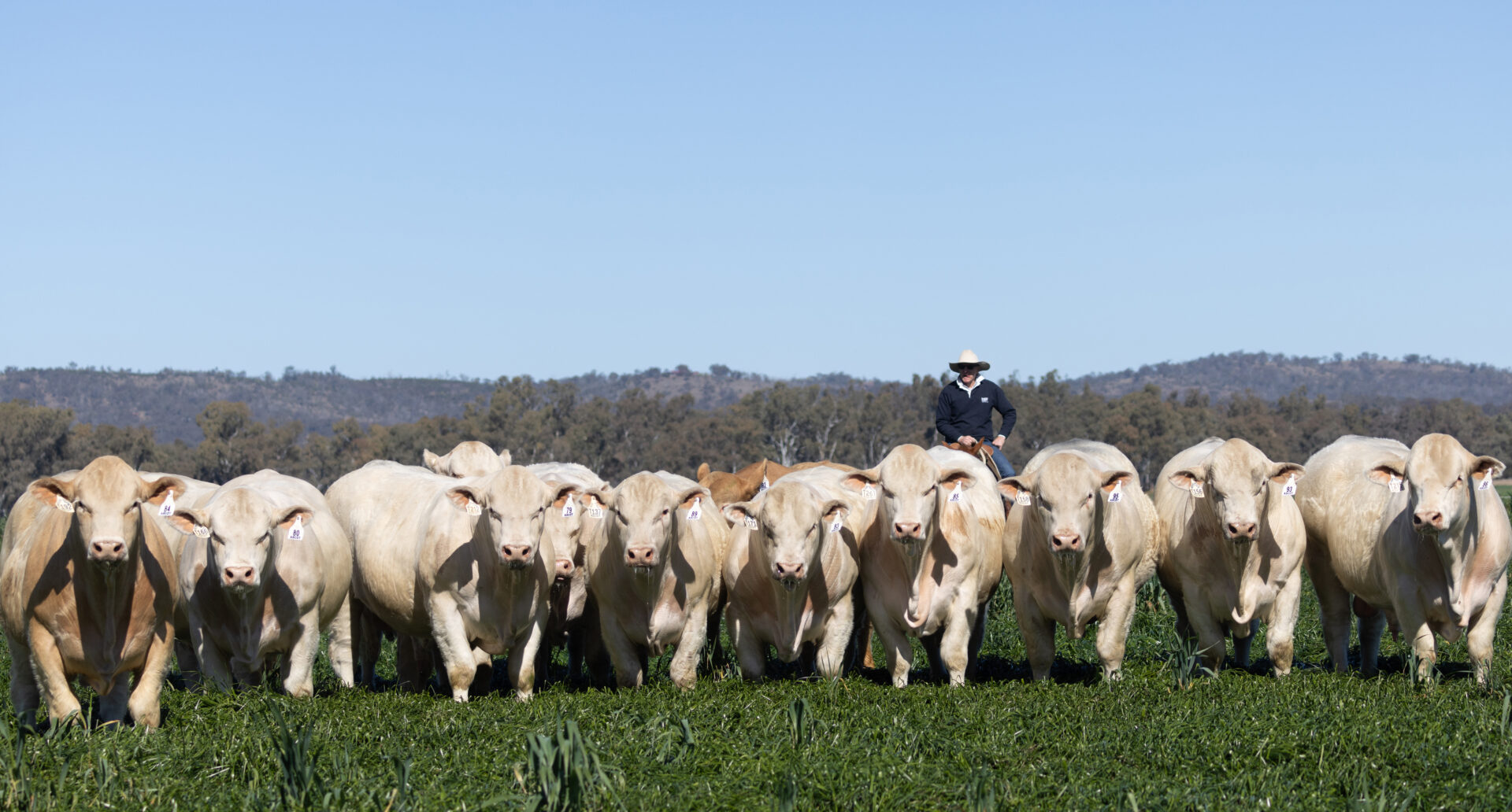 Ascot Cattle Co