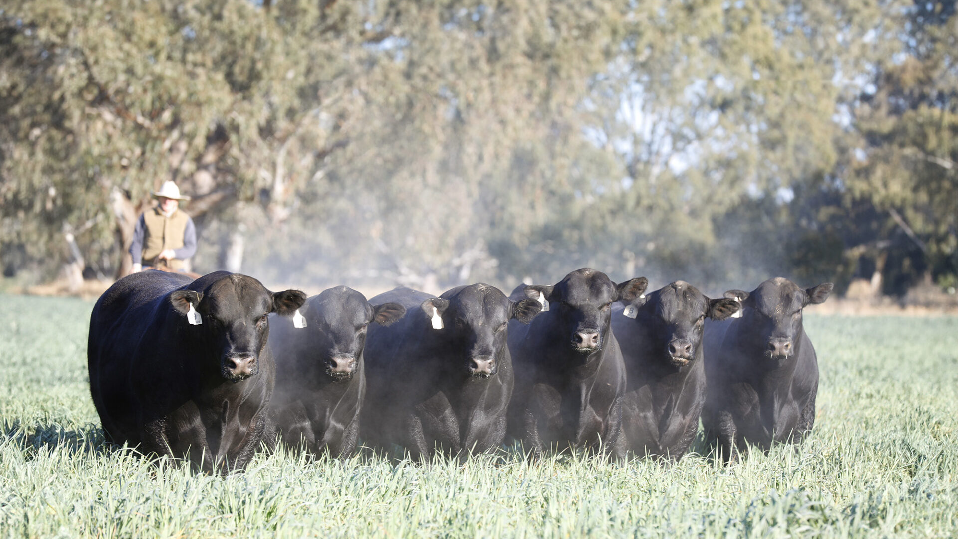 Angus - Ascot Cattle Co