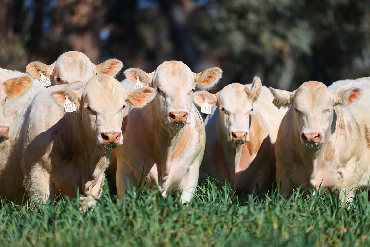 Charolais - Ascot Cattle Co